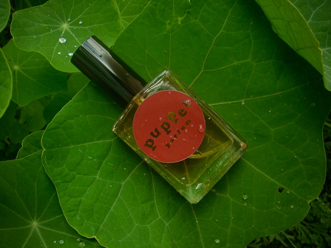 Haunted Baby Puppet Parfum perfume - a new fragrance for women and men 2024