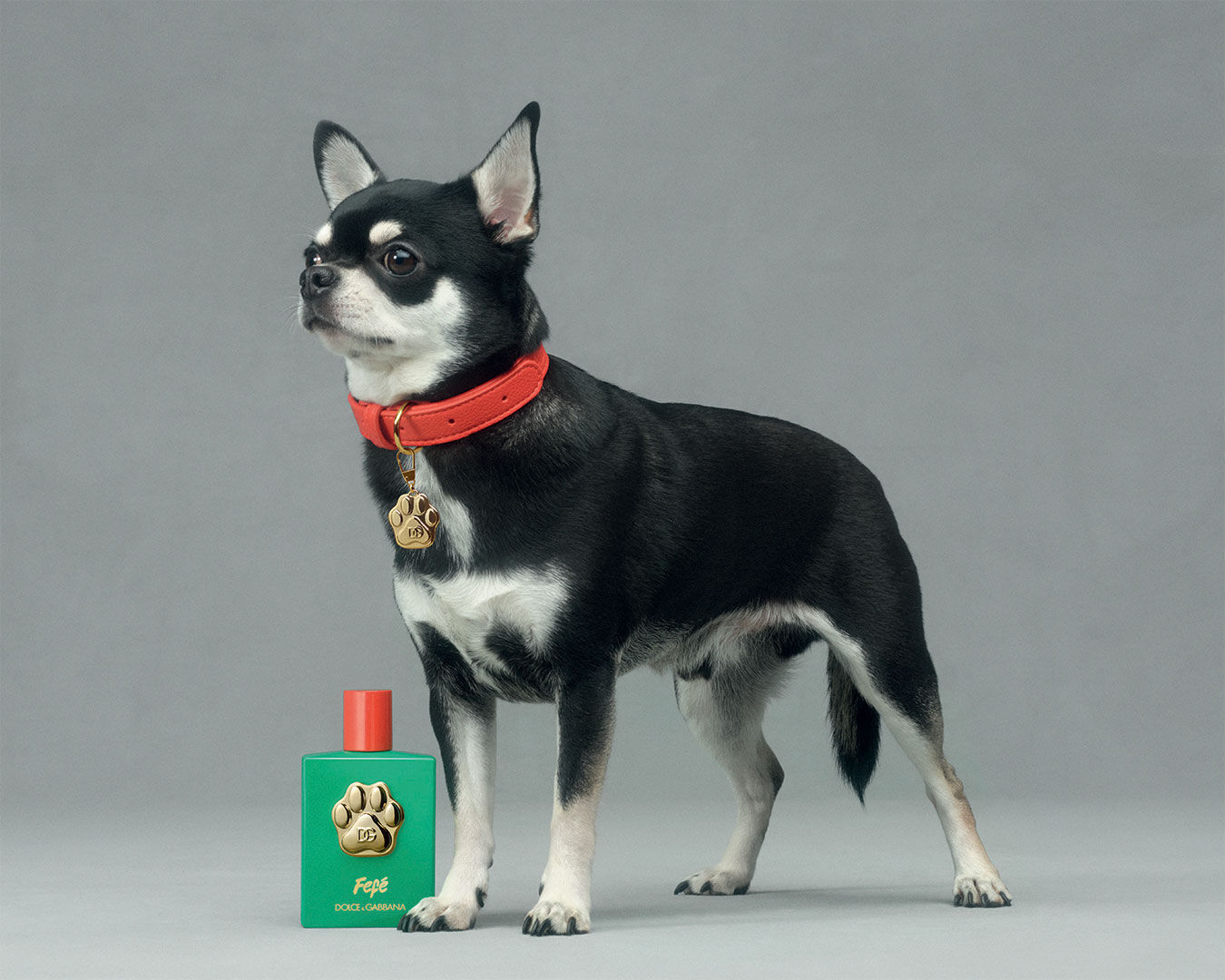 Fefé Dolce&Gabbana fragancia - una nuevo fragancia para Hombres y ...