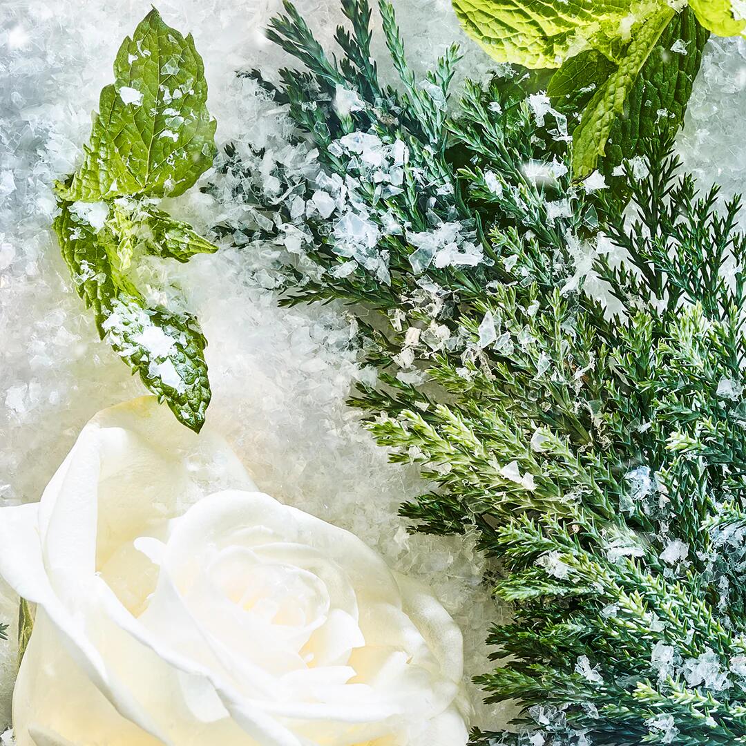 Isola Snow Roja Dove perfume - a new fragrance for women and men 2025
