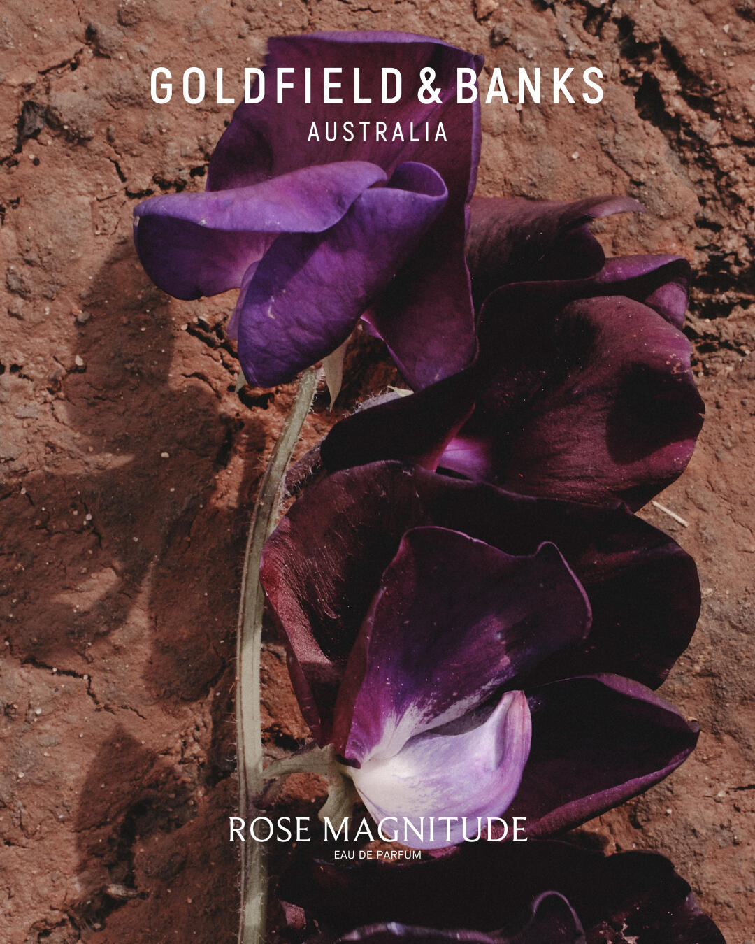 Rose Magnitude Goldfield & Banks Australia perfume - a new fragrance ...