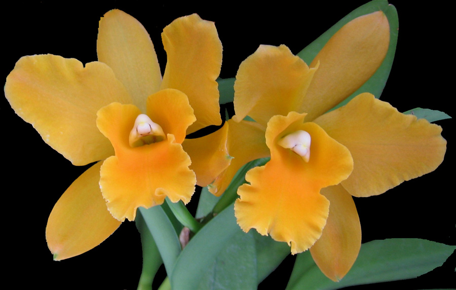 Golden Cattleya Olympic Orchids Artisan Perfumes perfume - a fragrance ...