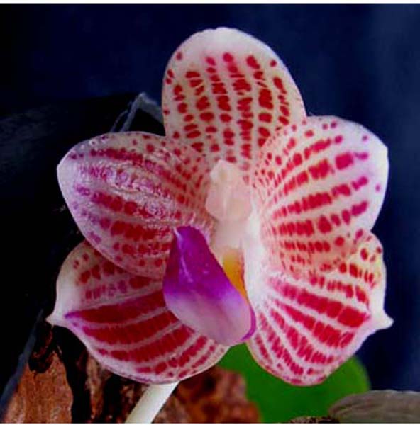 Javanica Olympic Orchids Artisan Perfumes perfume - a fragrance for ...