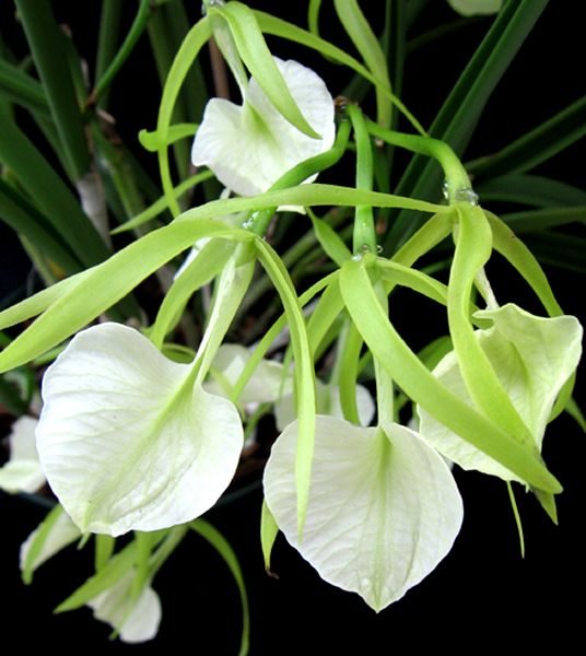 Little Stars Olympic Orchids Artisan Perfumes perfume - a fragrance for ...