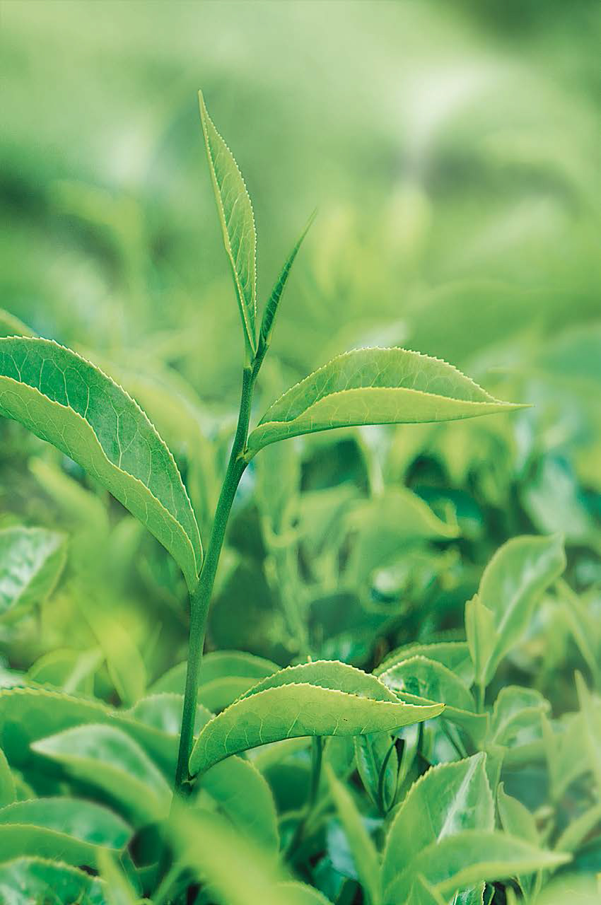 The Vert Yves Rocher parfum - een geur voor dames en heren 2015