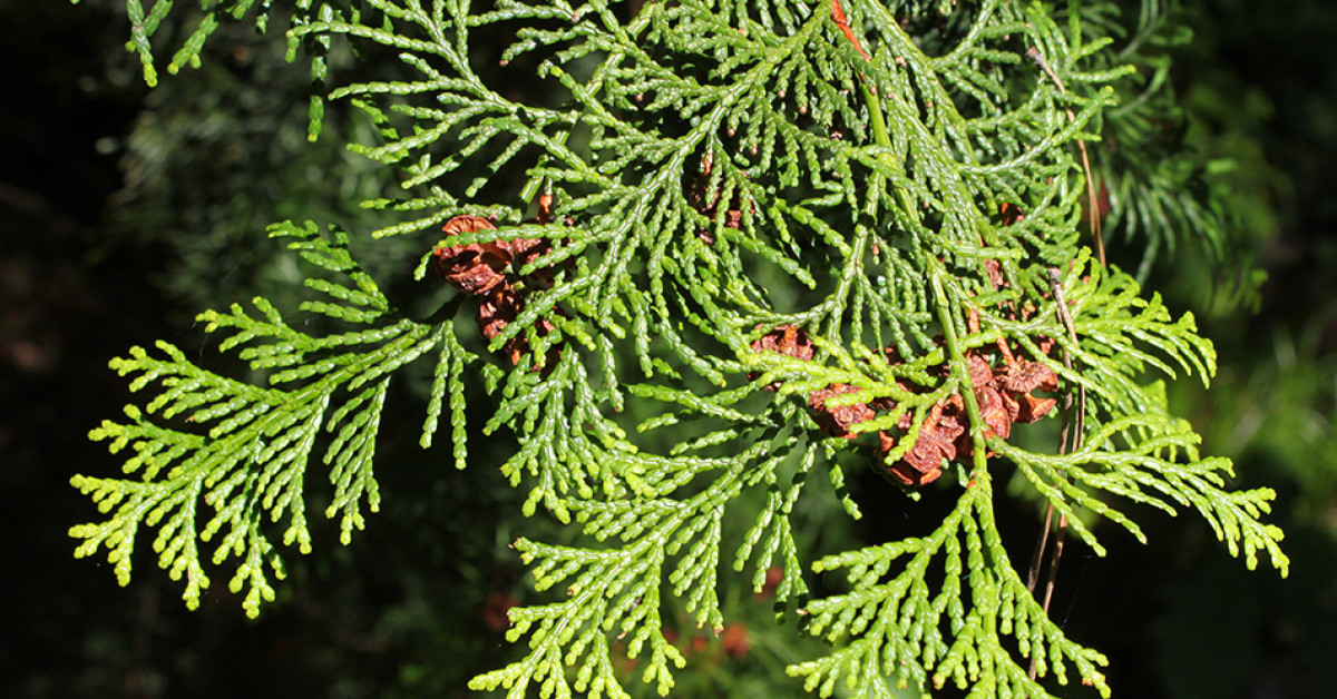 Cedar In Perfumery Roots And Stumps Raw Materials cedar-in-perfumery-roots-and-stumps-raw-materials