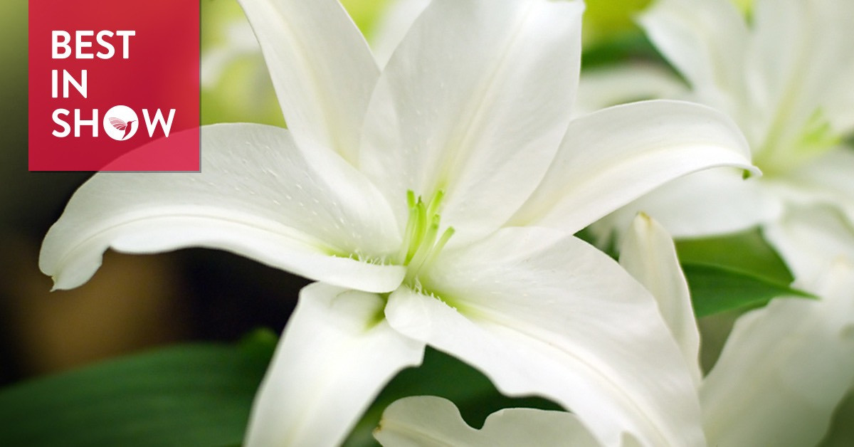 Best in Show: Lily (2018) ~ Best in Show