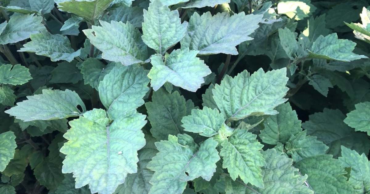 Indonesia Spotlight: How Do Patchouli Farmers Feel about Their Deal ...