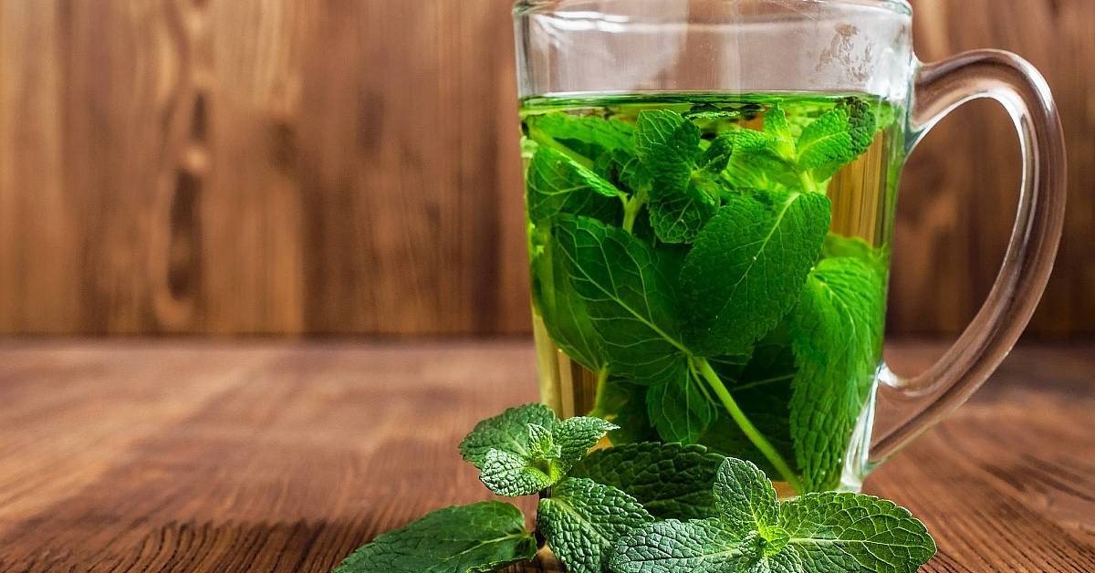 Menta y Menta, Miller et Bertaux: Green Mint Tea ~ Columns