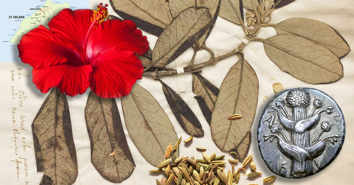 Lost Smells: Extinct Plants and the Allure of the Unknown Perfume ~ Columns