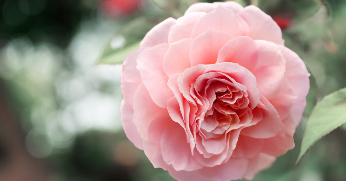 Get Acquainted With Roses Down Under—Soho Rose Farm x The Powder Room ...