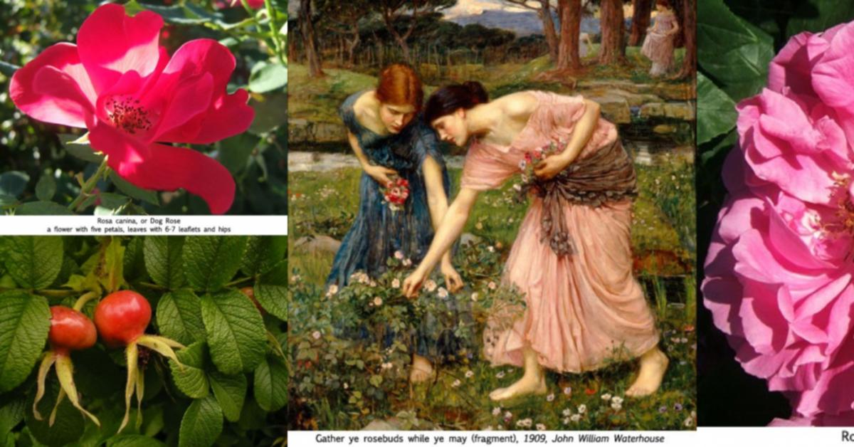 Rose ~ Raw Materials