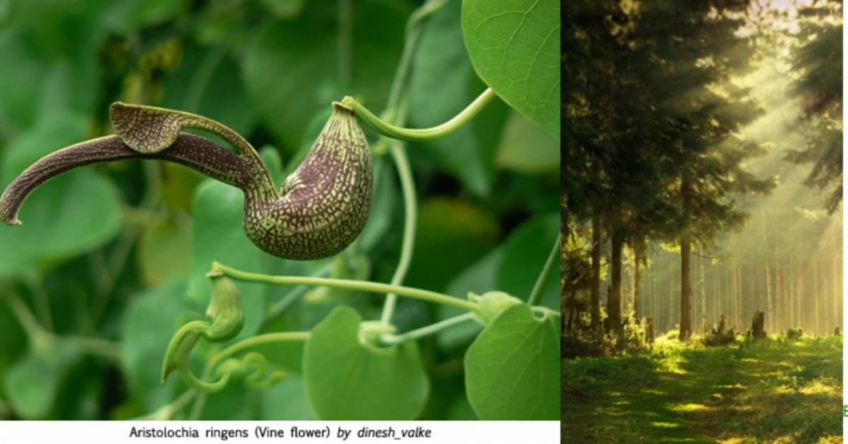 Green: The Color of Spring is Always In! ~ Columns