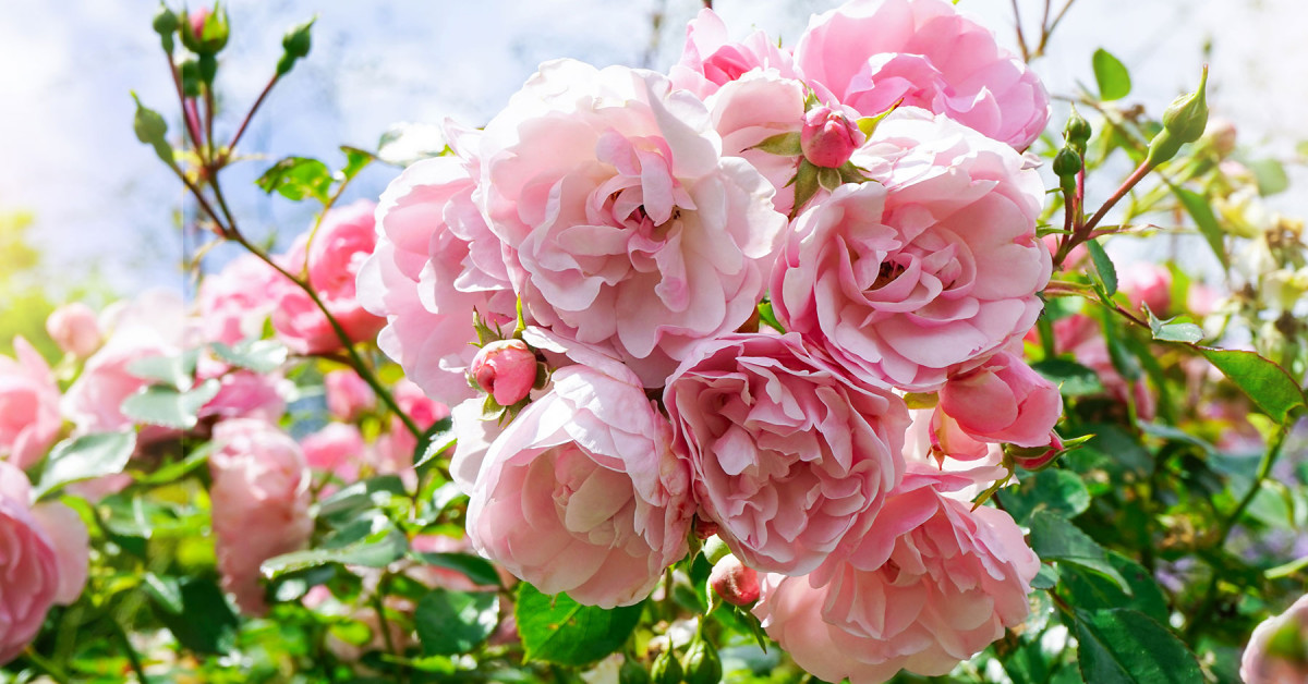 Alien Roses ~ Fragrance Reviews