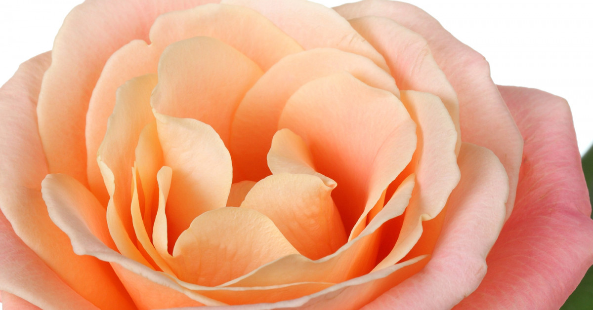 Two Faces of Janus: Rose Par Essence & Rose Absolument ~ Fragrance Reviews