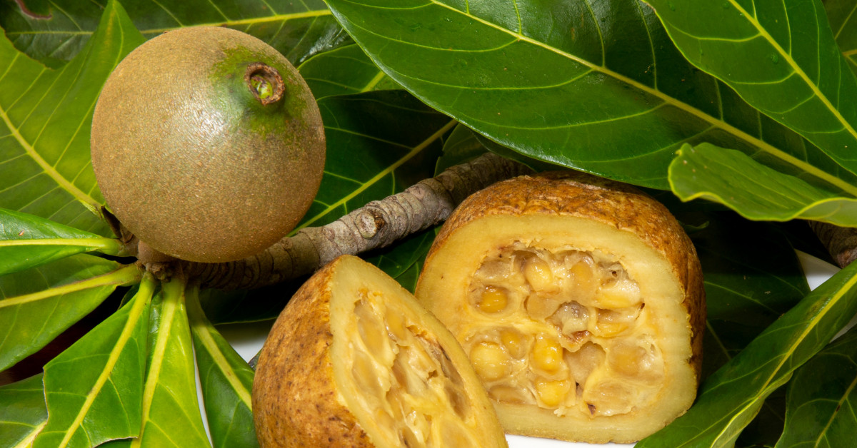 Genipapo: The Fruit That Decorated Skins of Tribes ~ Raw Materials