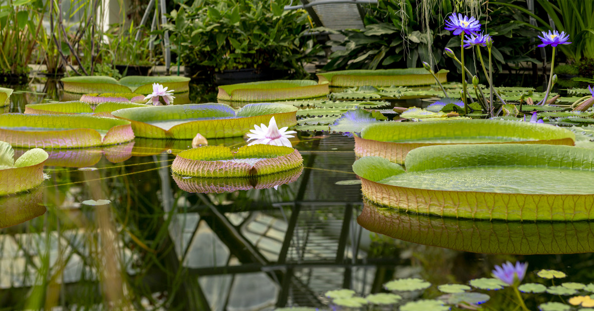 Vitória Régia: The Beautiful Amazonian Lily Flower ~ Raw Materials