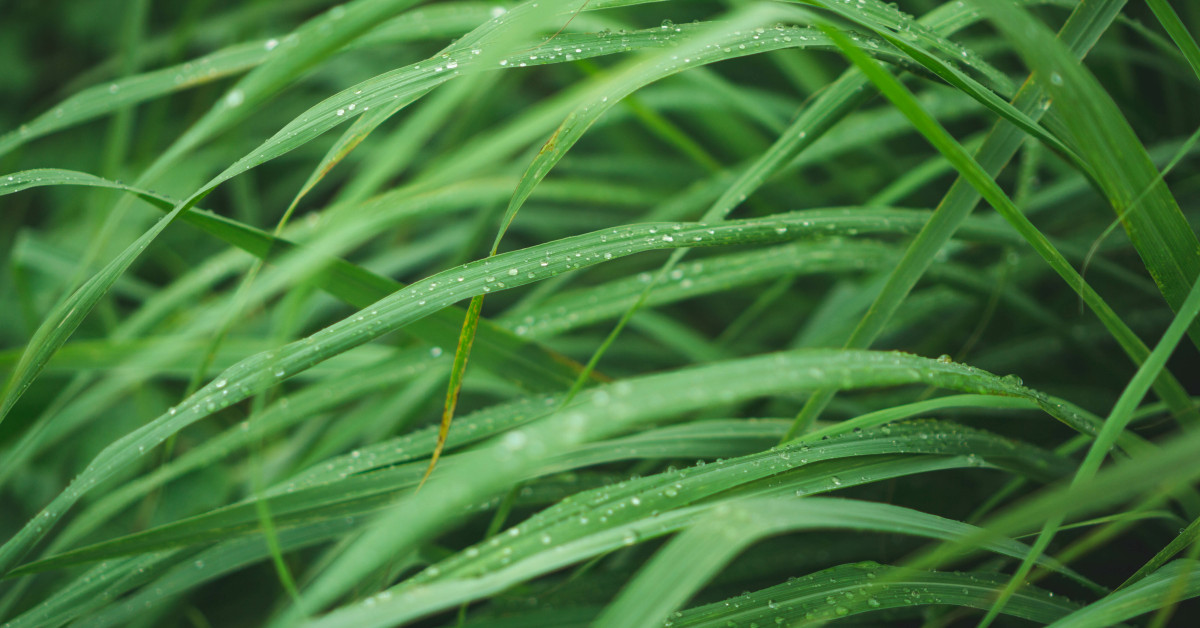 A Beloved Scented Grass From Brazil – Discover Citronella Grass ~ Raw ...