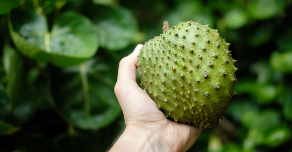 From Thorns to Flavors: Discover Soursop ~ Raw Materials
