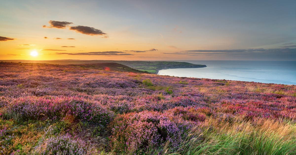 A springtime wander around Yorkshire's olfactory landscape ~ Columns