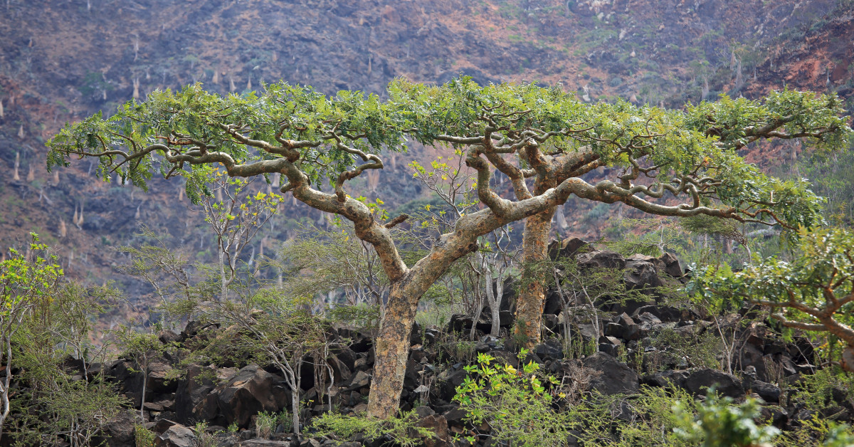 Frankincense: From the Paleolithic to 2022 Through Smoke ~ Raw Materials