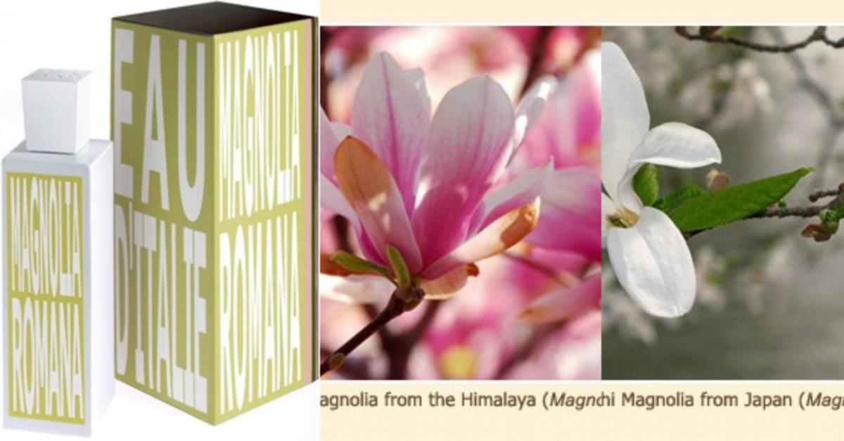 Magnolia in Nature and Perfumes ~ Raw Materials