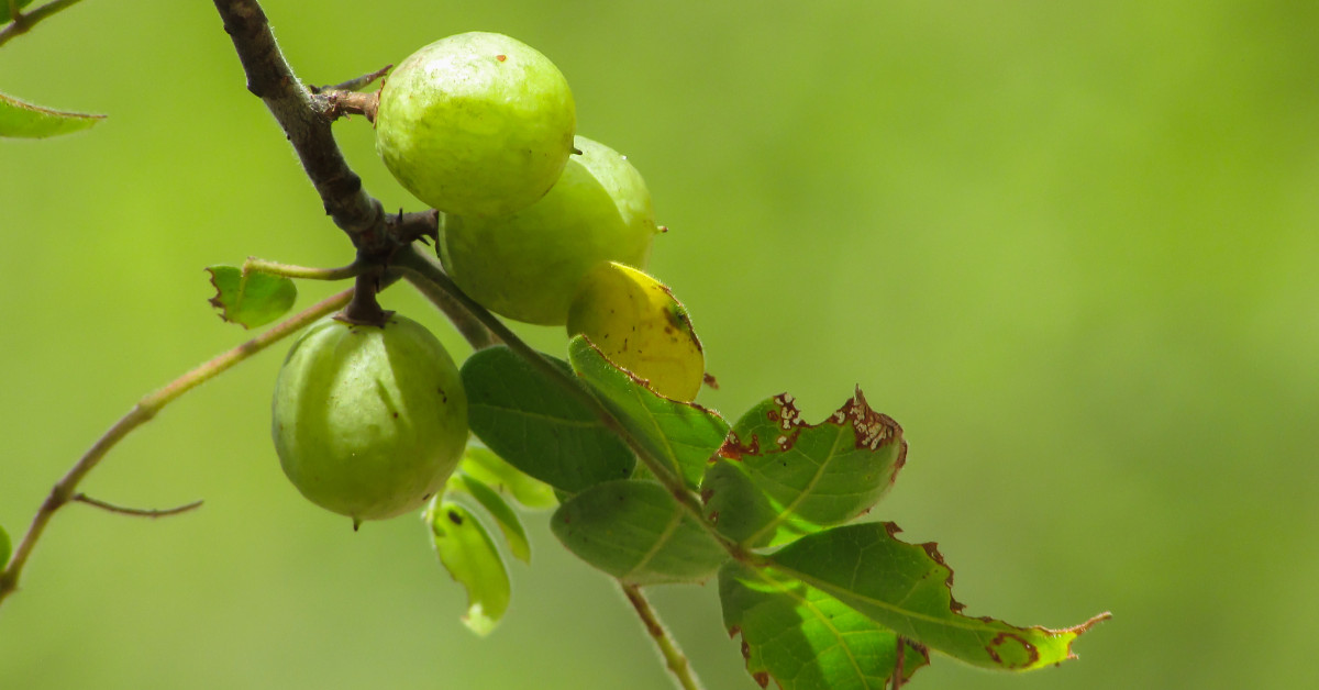 Discover Umburana Fruit From Brazil ~ Raw Materials