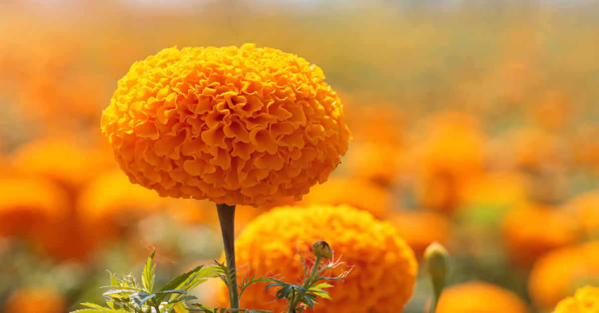 A Sea of Orange and Gold – Tagetes and Marigolds ~ Raw Materials