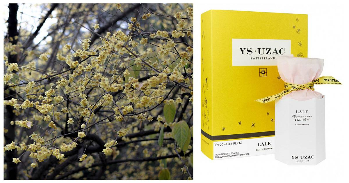 Lale Ys-Uzac: A Dance of Snowflakes and Flower Petals ~ Fragrance Reviews