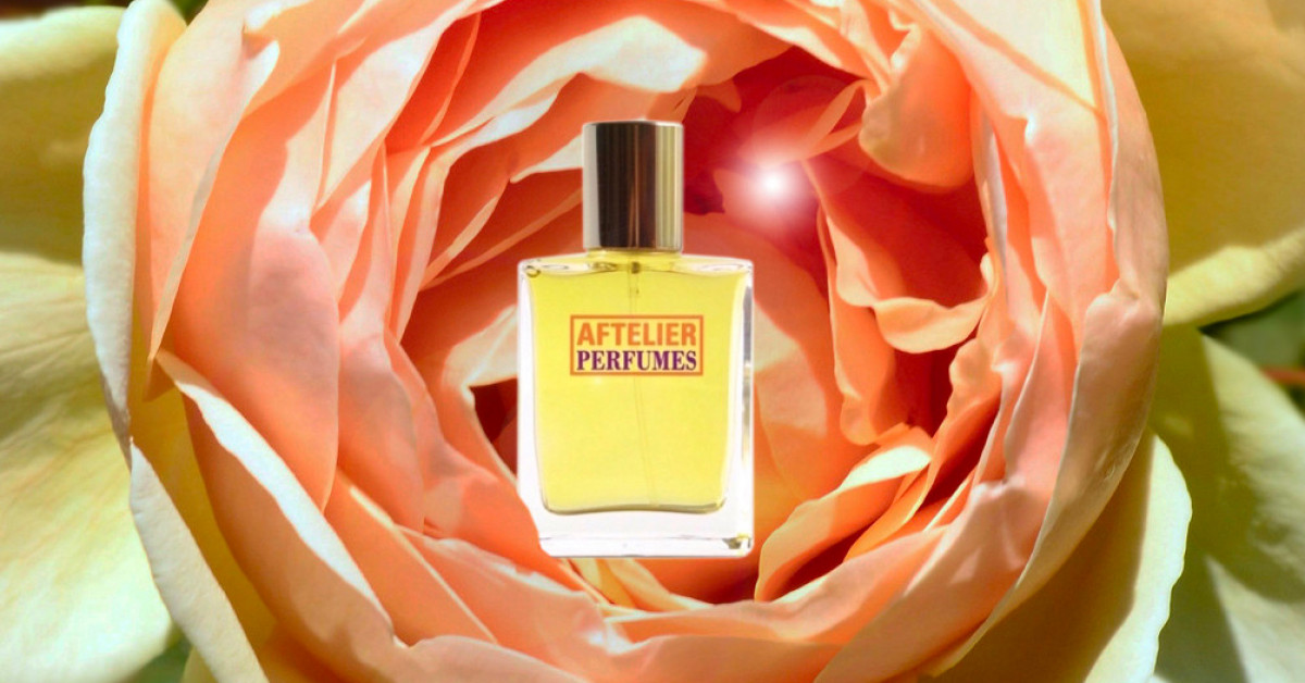 Aftelier's Hey Jude Celebrates a Special Garden Rose ~ Fragrance Reviews