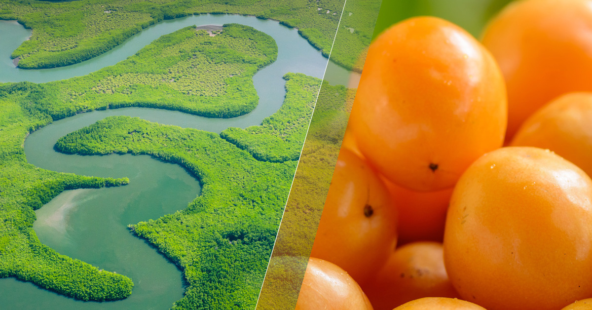 Scents of Brazil: Hog Plum ~ Fragrances and Cultures