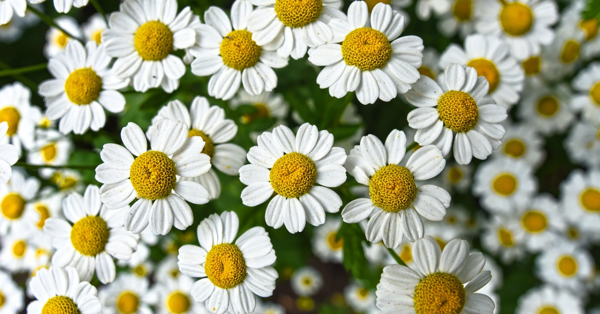 Exploring Scents of Russia: Chamomile ~ Fragrances and Cultures