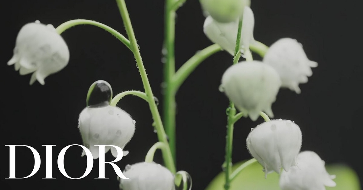 Dior Diorissimo 2024 ~ New Fragrances