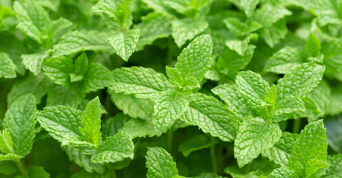 From Garden to Bottle: 10 Niche Fragrances With Mint ~ Fragrance Reviews