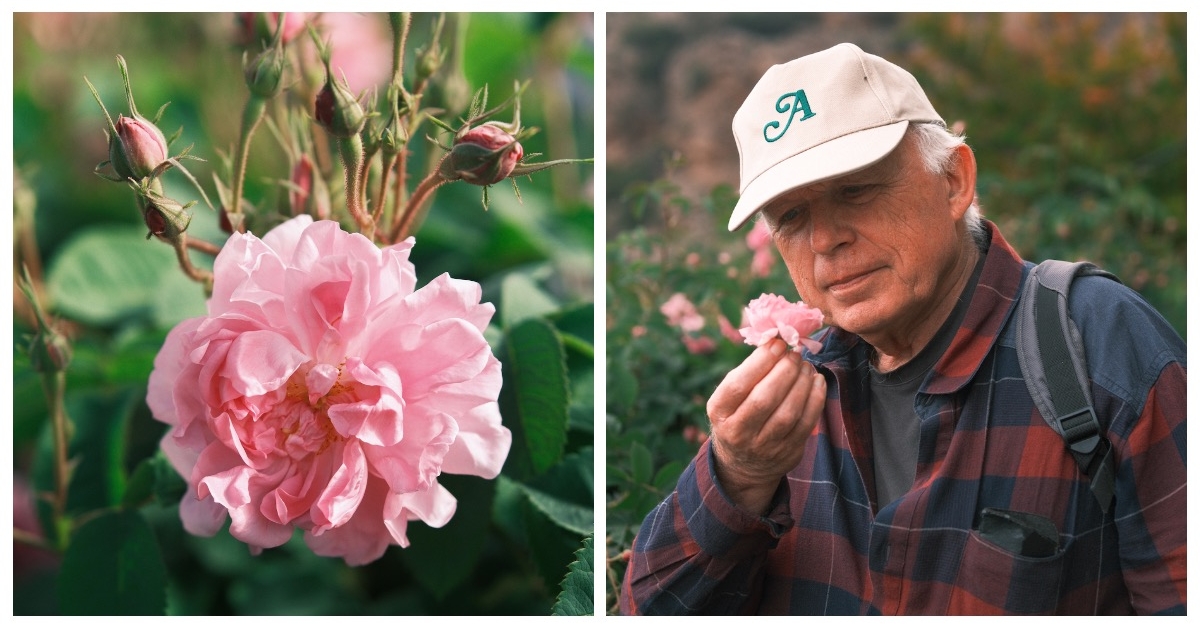 Rare is the Rose: Amouage's Documentary Featuring Dominique Roques ~ Columns