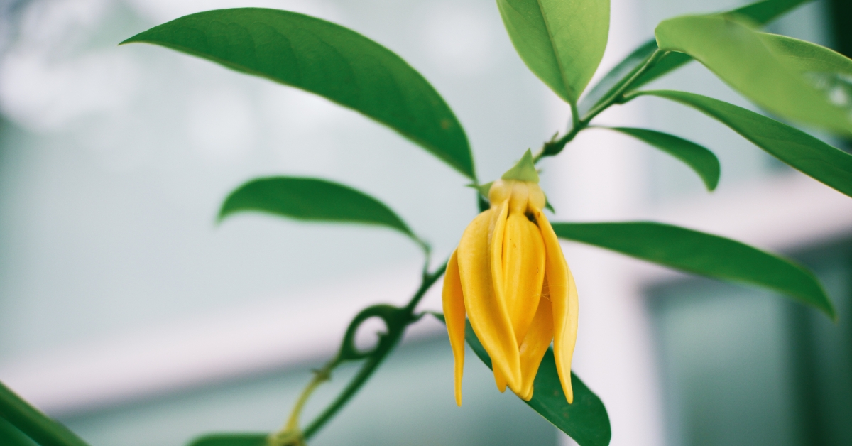 Brighter Than Sunshine: 5 Niche Fragrances With White and Yellow ...