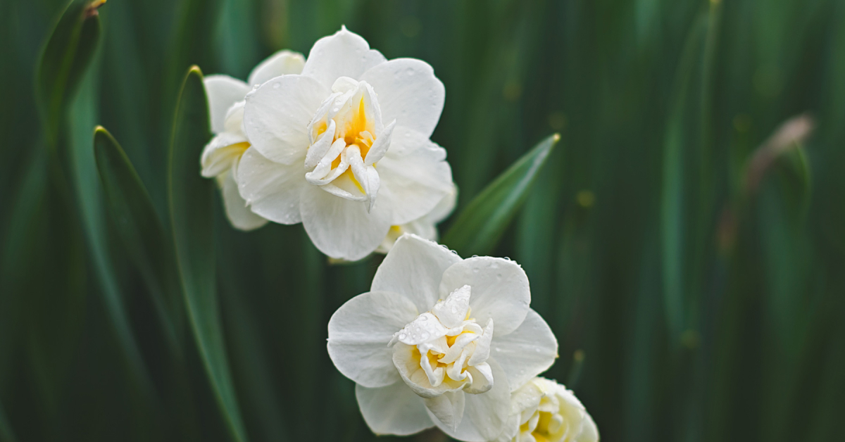 My Little May Joy (Not About Perfume) ~ Columns