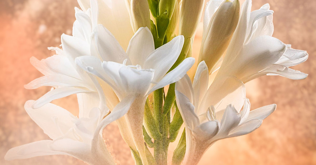 TUBEROSE EXPOSE - Best Tuberoses of the Year (2023/2024) ~ Columns