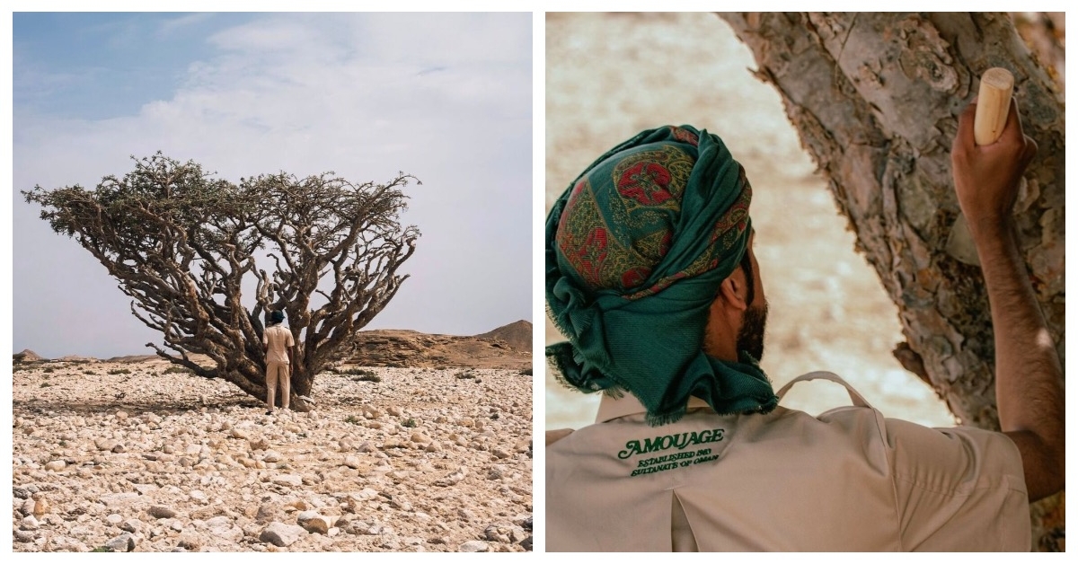 Amouage x Firmenich: A Partnership For a New Variety of Omani Incense ...