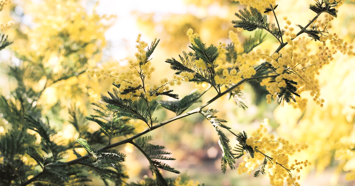 A Dive Into the Land of Mimosa With Maison Violet ~ Art Books Events