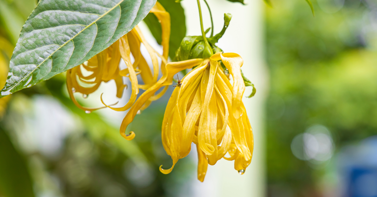 Ylang-Ylang Notes In Perfumes ~ Raw Materials