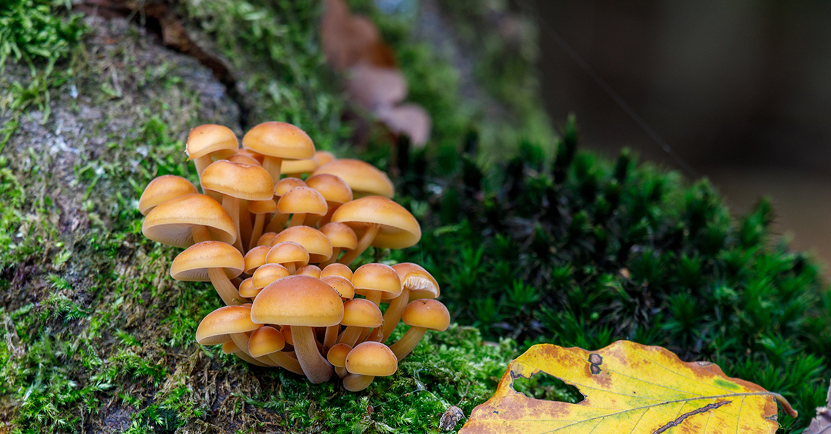 Mushrooms, Ordinary and Magical ~ Columns