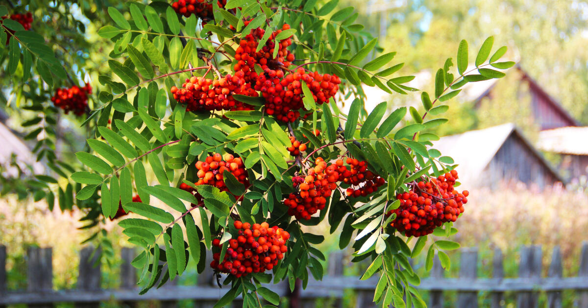 Rowan in Nature and Perfumery ~ Raw Materials