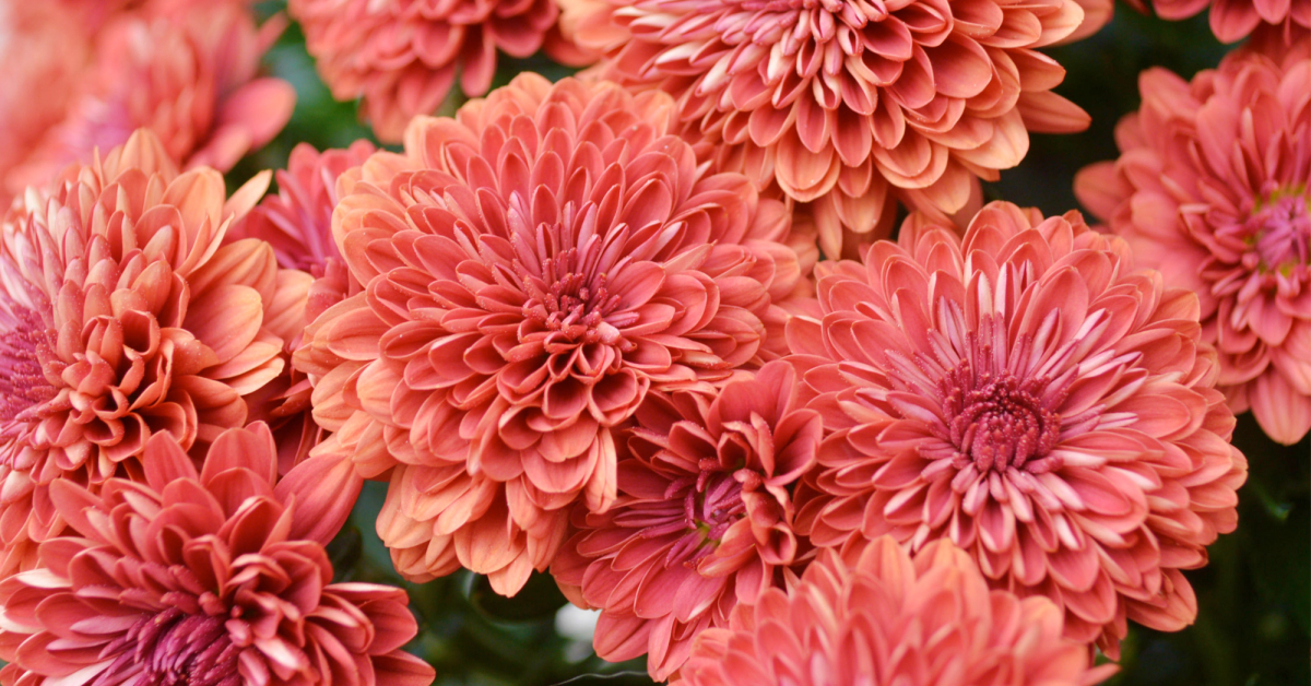 My Favorite Autumn Florals ~ Columns