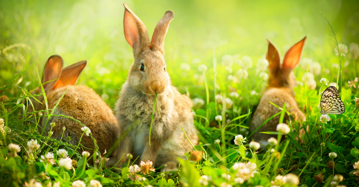 Zoologist Rabbit: A Bunny For All Seasons ~ Fragrance Reviews