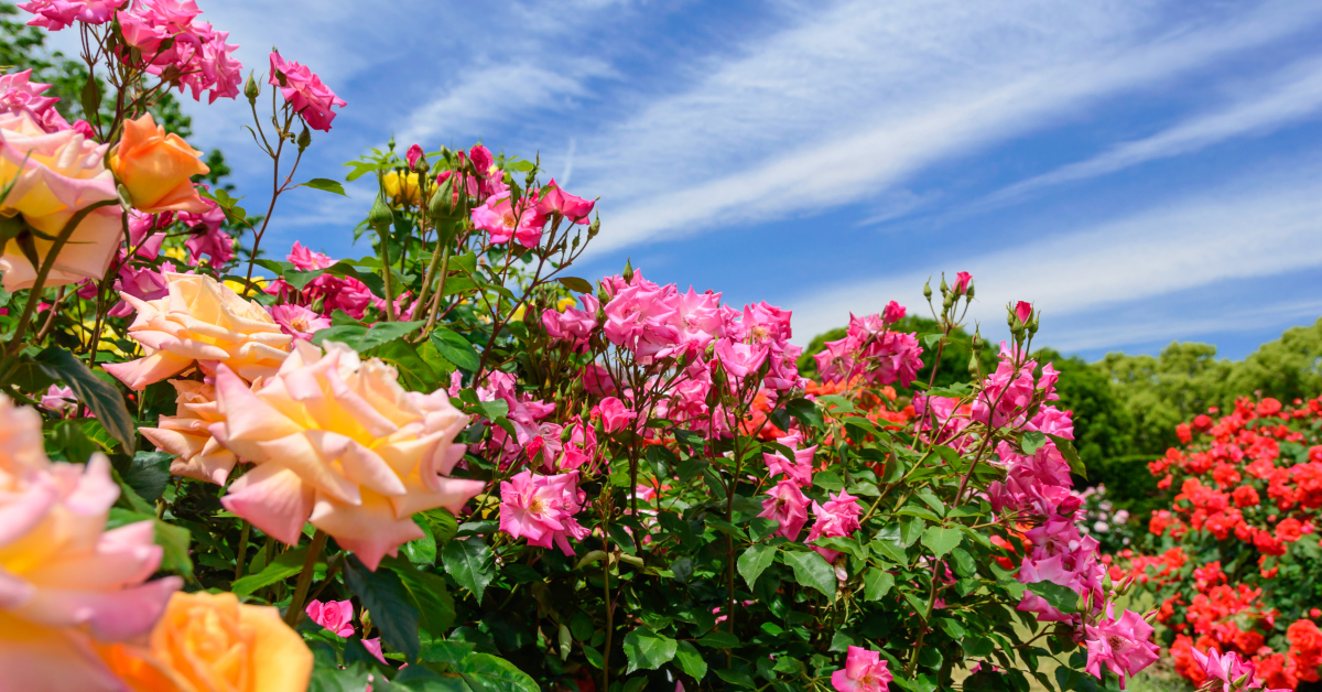 2025: The Year Of The Rose ~ Columns