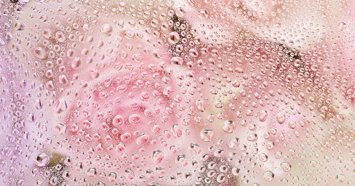 3 Unexpectedly Fresh Rose Fragrances ~ Columns