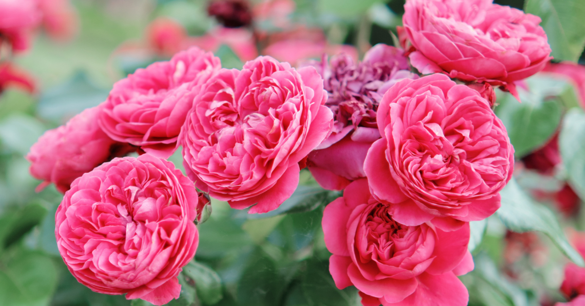The Best Roses of Recent Years ~ Columns