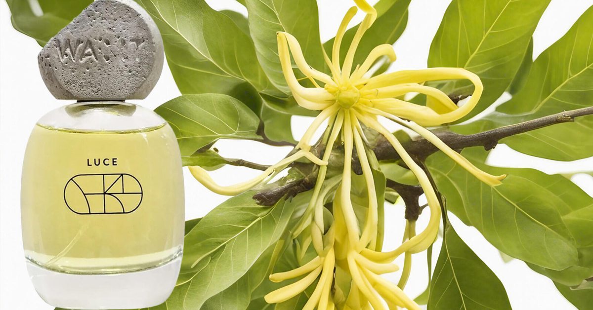 Luce by WA:IT. Yellow Flowers at Sunset ~ Fragrance Reviews