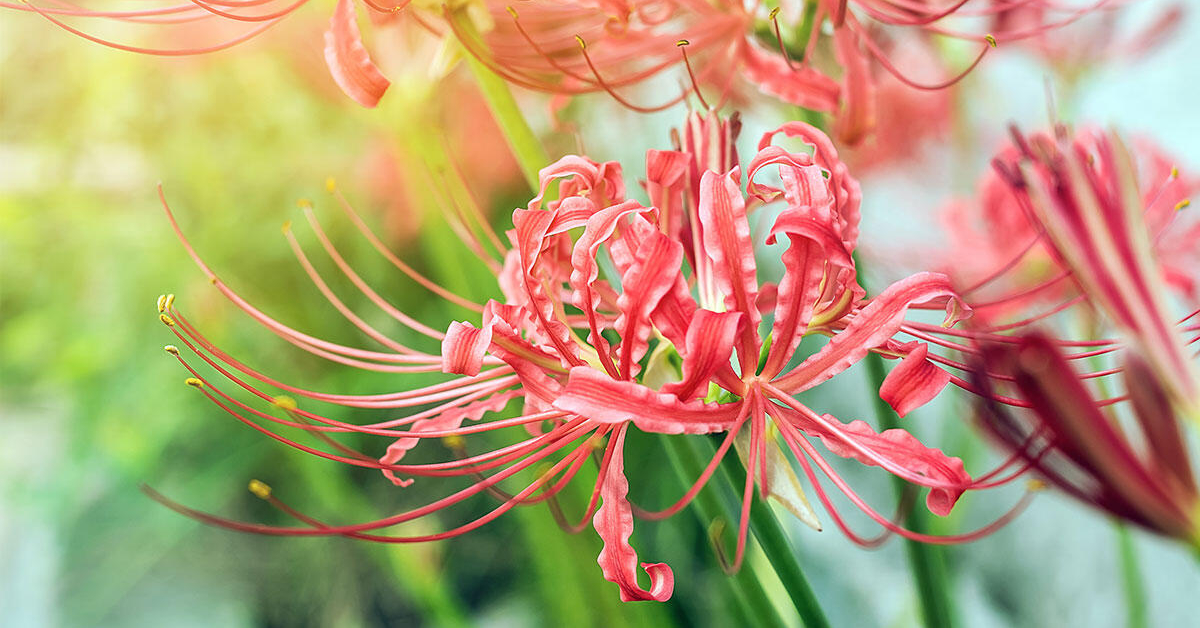 Perfumed Horoscope: May 25 - June 1 ~ Fragrant Horoscope