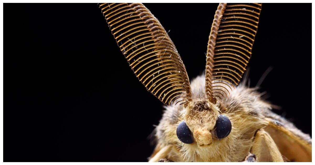 Zoologist Perfumes Moth: Screwball Spicy Amber With A Cherry Side ...